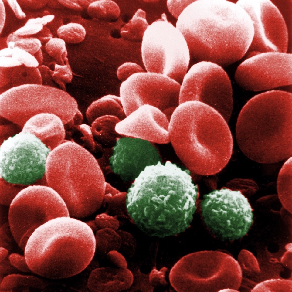 Stem Cells and How StemEnhance Ultra Can Help - Stem Cell Solutions